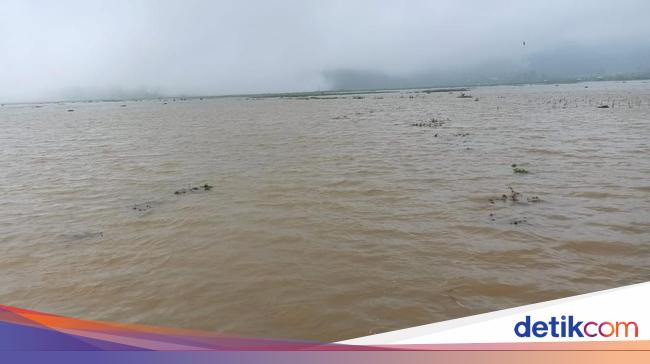 100 Hektare Sawah di Kalibening Banjarnegara Terendam Banjir