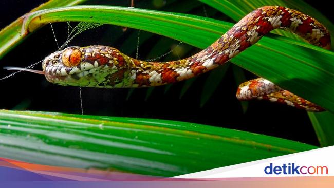Ular Unik Bermata Oranye Diberi Nama Leonardo DiCaprio