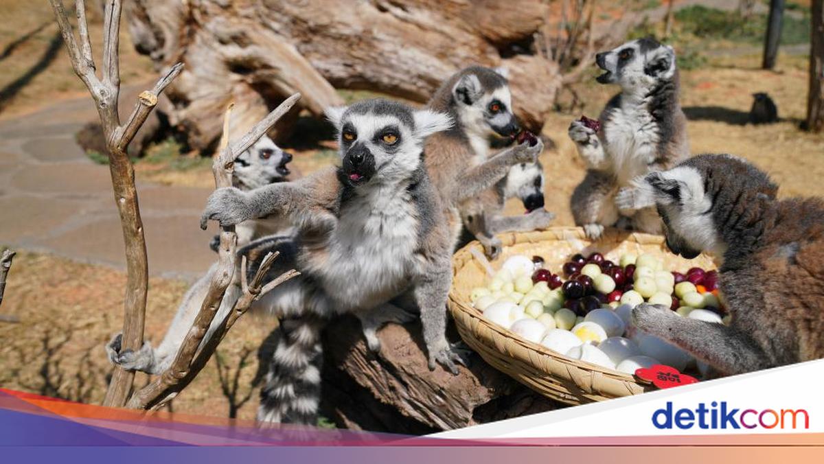Unik! Hewan Lemur Ternyata Memiliki Dua Lidah, Seperti Ini Bentuknya