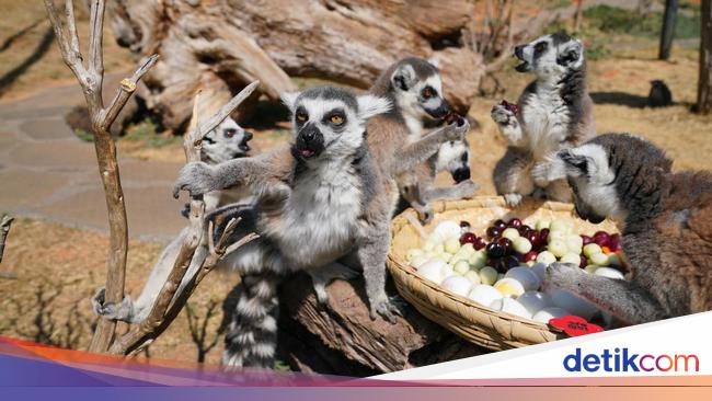 Gaya Lemur Ekor Cincin Saat Menyantap Makanan di Kebun Binatang Yunnan