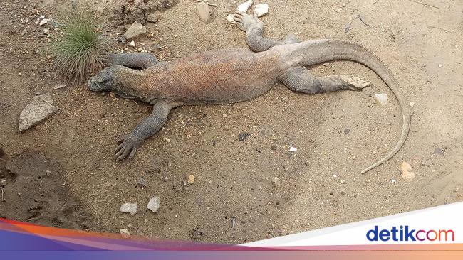 Populasi Komodo pada 2022 Menurun, Kepala BTNK: Kami Bersyukur