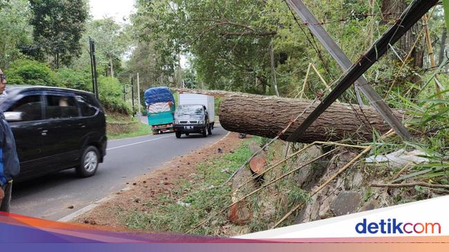 Pengendara Motor Tewas Tertimpa Pohon Pinus di Lembang
