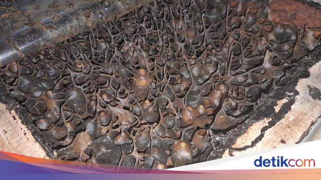 7 Fakta soal Budidaya Lebah Trigona