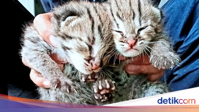 Dua Bayi Kucing Hutan Mungil Ditemukan di Rumpun Bambu Sanggabuana