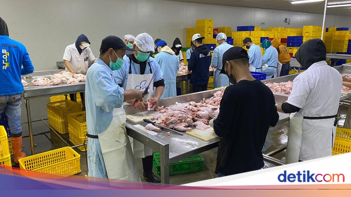 Peternak Ayam Bisa Geber Bisnis Makin Moncer, Begini Caranya