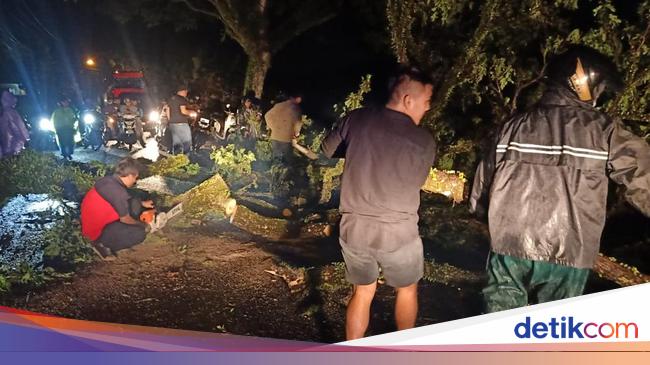 Pohon Tumbang Timpa Pemotor hingga Patah Tulang di Desa Sembung