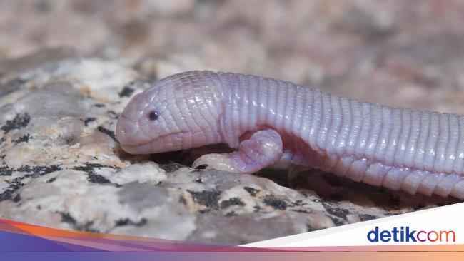 Ciri-ciri dan Tugas Dabbah, Hewan Melata yang Keluar Menjelang Kiamat