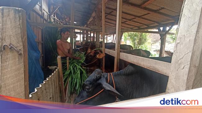 22 Sapi Mati di Jambangan Grobogan gegara LSD, Dinas: Belum Ada Vaksin