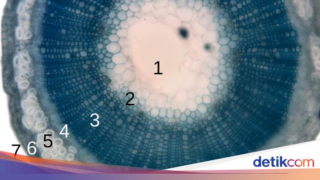 Fungsi Epidermis Pada Tumbuhan dan Kenali Ciri-cirinya