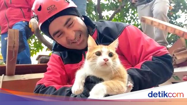Potret Kucing yang Selamat Dari Reruntuhan Gempa Turki