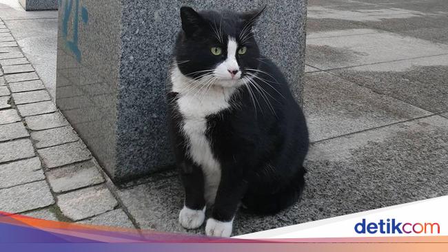 Gacek, Si Kucing Viral Pindah Rumah, Jangan Cari Lagi Dia di Jalan