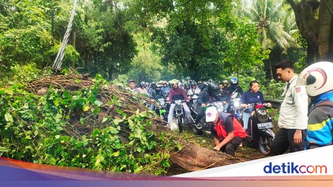 Pohon Tumbang Tutup Badan Jalan di Jalur Amlapura-Singaraja