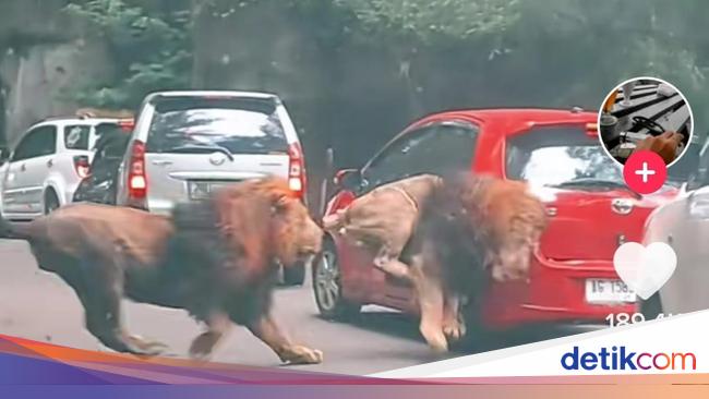 Jatim Sepekan, Singa Duel Tabrak Mobil hingga Bus Terguling Hancurkan Rumah