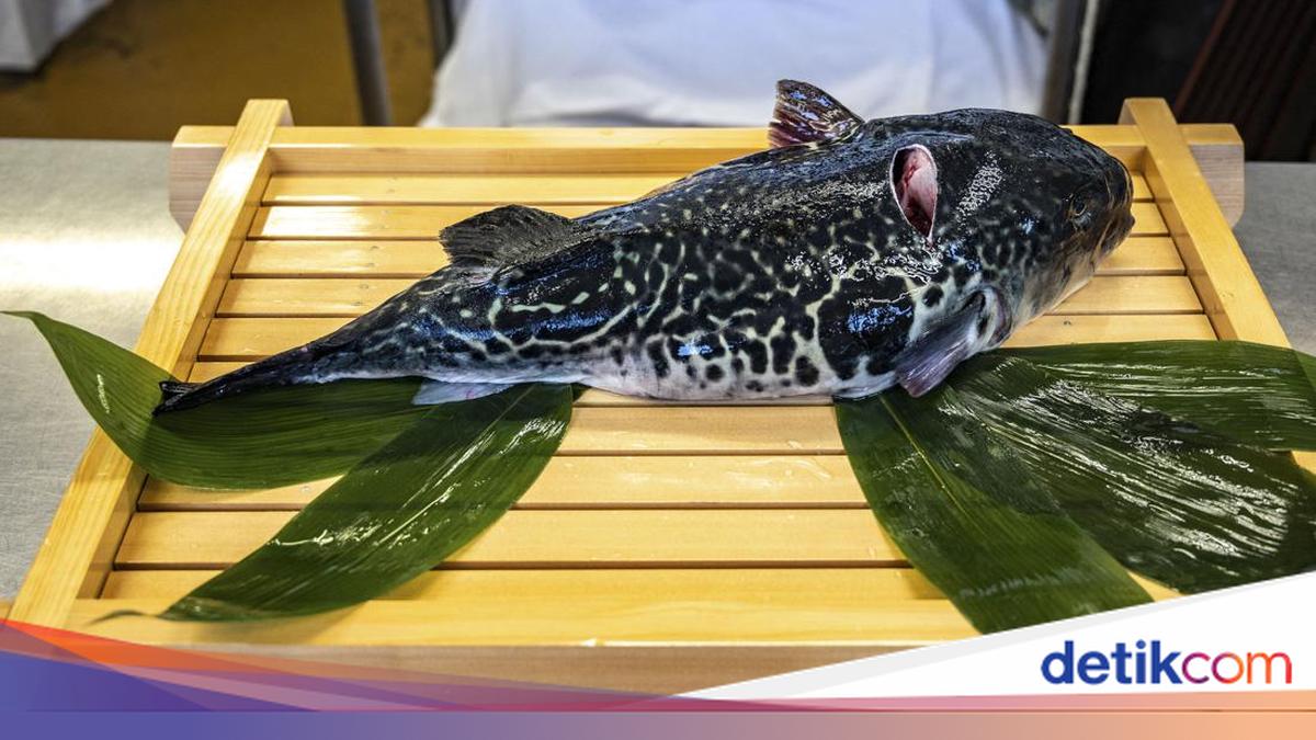 Ternyata Ini Ikan Paling Berbahaya untuk Dimakan, Beracun?