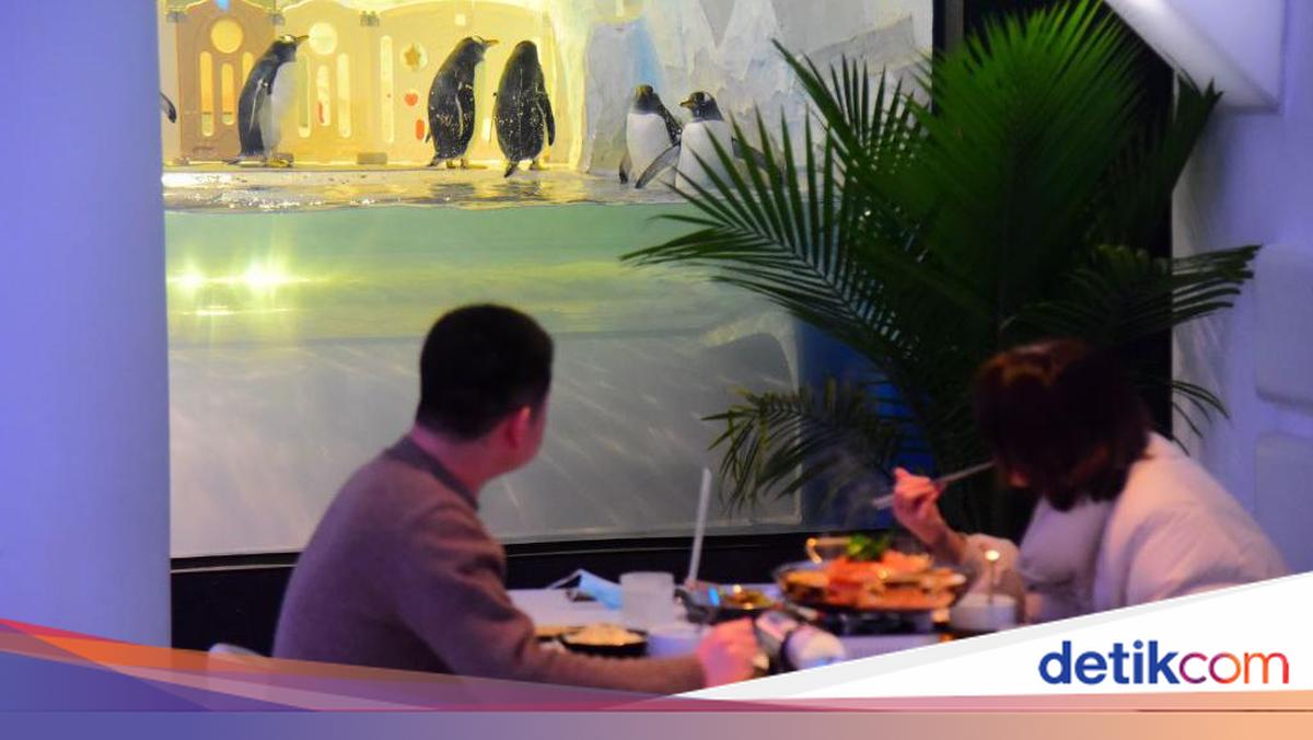 Restoran di China Ini Tawarkan Pengalaman Unik, Makan Ditemani Penguin