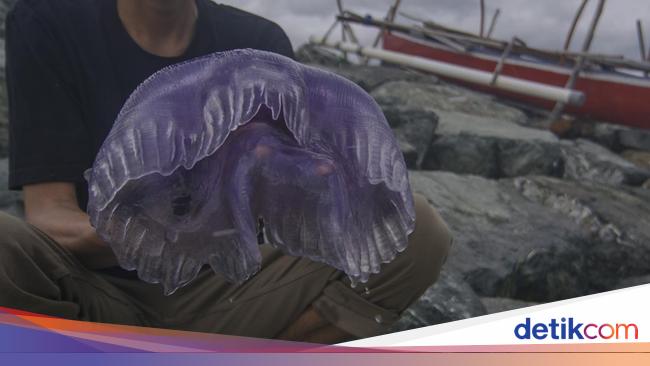 Penampakan Ubur-ubur Ungu yang Terdampar di Pantai Teluk Palu Sulteng