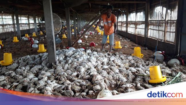 Banjir di 2 Desa Boyolali, Ribuan Ayam Mati-Puluhan Kolam Lele Terendam