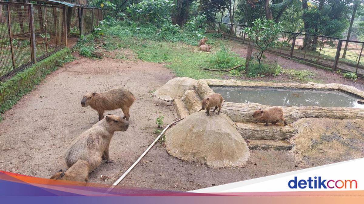 Soal Kapibara, Pengerat Terbesar yang Naik Daun Usai Viral Meme 'Masbro'