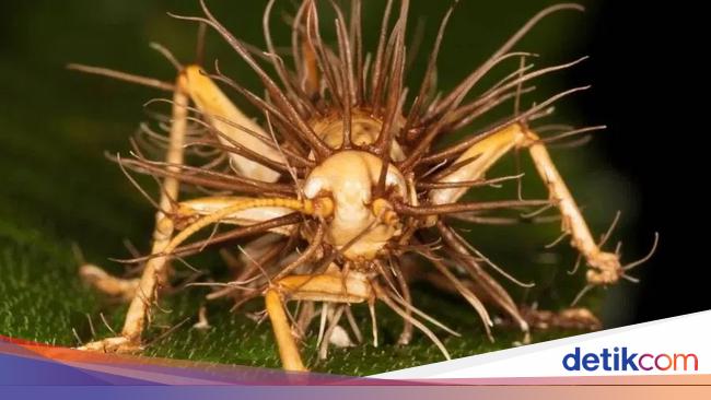 Seram dan Menakutkan! Foto Hewan Terinfeksi Jamur Zombie