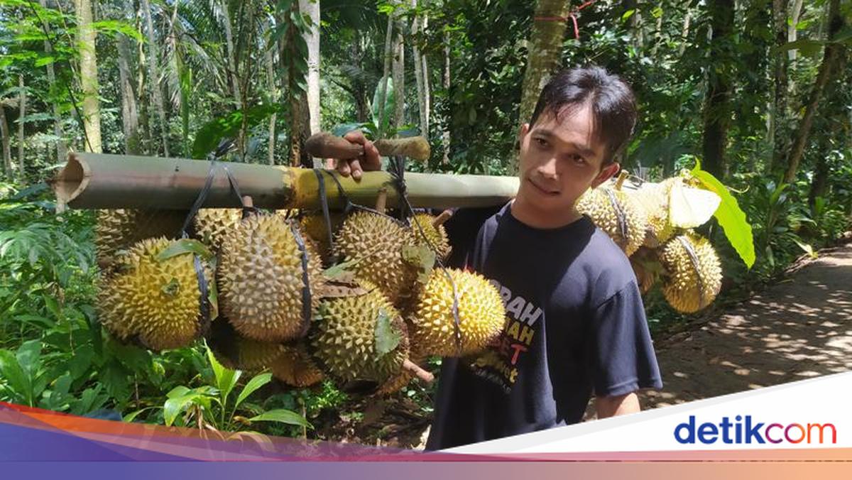 Ritual di Bawah Pohon Duren Berusia Ratusan Tahun