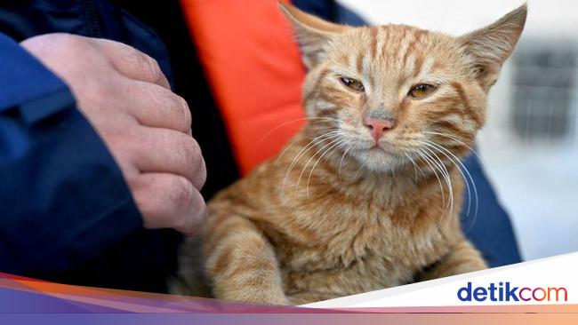 Benarkah Kucing Oyen Lebih Barbar dari Kucing Lain? Ini Jawabannya