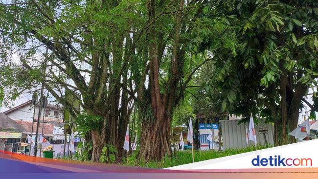 Misteri Pohon Gayam Ciamis, Konon Tumbang Saat Soeharto Lengser