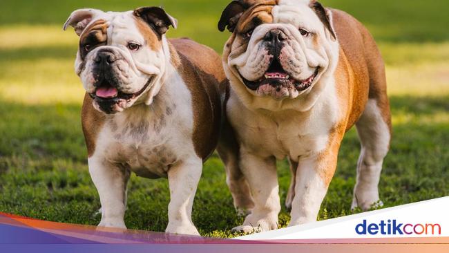 Anjing Kecil Punya Harapan Hidup Lebih Lama Dibandingkan yang Besar ...