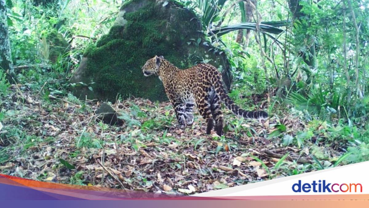 Dua Hewan Predator Terbesar di Jawa, Legenda yang Menuju Punah