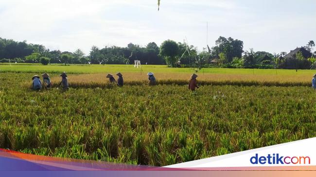 Panen Raya, Harga Gabah Turun Jadi Rp 5.300 per Kilogram