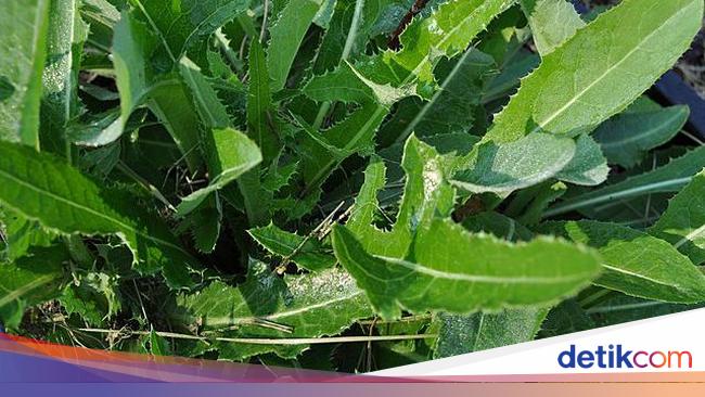 Manfaat Daun Tempuyung dan Cara Aman Mengonsumsinya