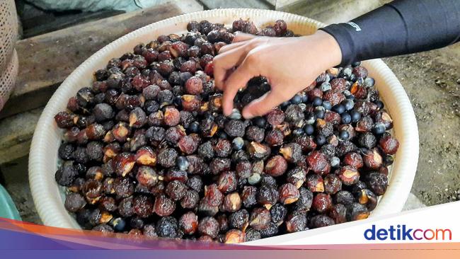 Mengulik Biji Lerak Asal Bondowoso yang Diekspor ke Timur Tengah