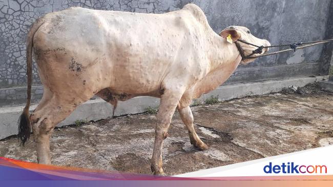 147 Sapi di Gunungkidul Kena LSD, 2 di Antaranya Mati