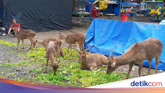 Viral Rusa Taman Sriwedari Solo Kurus dan Kotor, Begini Faktanya