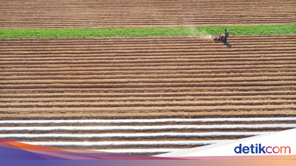 Lanskap Indah Ladang Pertanian Kentang di China