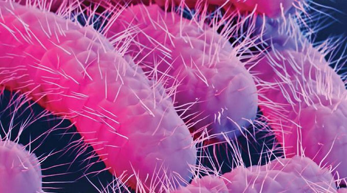 CDC AS Peringatkan Peningkatan Bakteri Shigella yang Resistan Obat