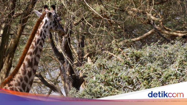 Kondisi Miris Jerapah Masai Asal Kenya, Terancam Punah hingga ...