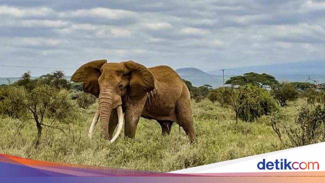 Mengapa Satwa Liar Penting untuk Keseimbangan Ekosistem?