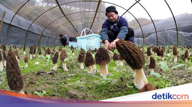 Menengok Budidaya Morel, Jamur Termahal Kedua di Dunia