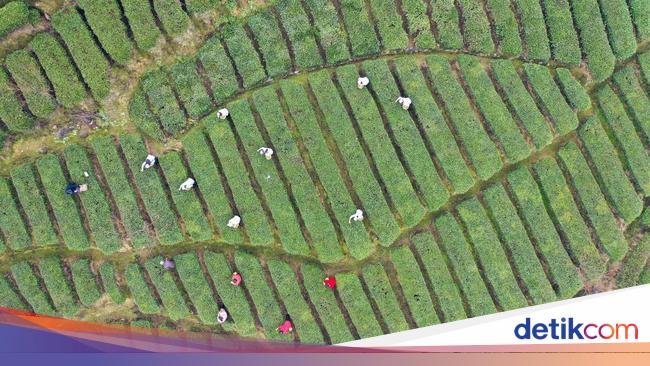Keseruan Panen Pucuk Teh Pertama Musim Semi di China