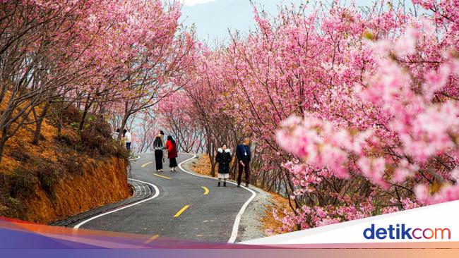 Bunga Sakura Bermekaran di China, Indahnya Kebangetan!