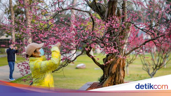 Wow! Pohon Bunga Plum di China Ini Umurnya 600 Tahun