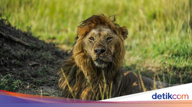 Apakah Singa Benar-benar Raja Hutan? Ini Faktanya