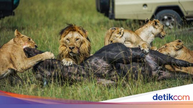 50 Contoh Kalimat Habitat yang Berhubungan dengan Lingkungan Hidup