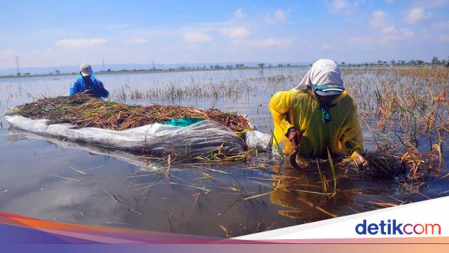 100 Hektare Padi di Sumsel Diprediksi Gagal Panen Akibat Banjir