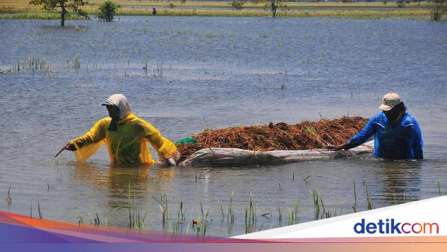 Banjir Kudus Bikin Petani Gagal Panen