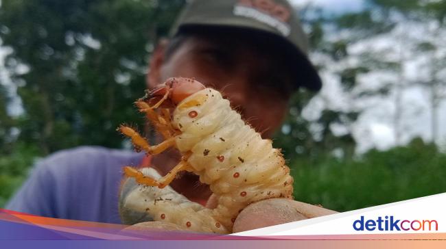 Hama Uret Serang 2 Kecamatan di Klaten Bikin Pusing Petani