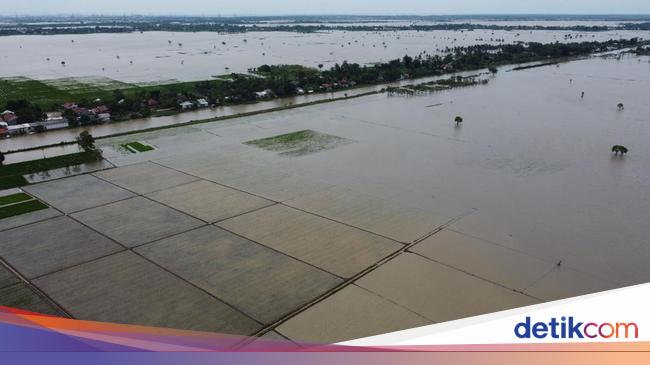 Foto Udara Banjir Rendam Sawah di Kabupaten Bekasi