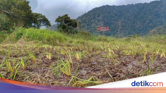 Bibit Edelweis Rawa Bakal Ditanam Lagi di Ranca Upas