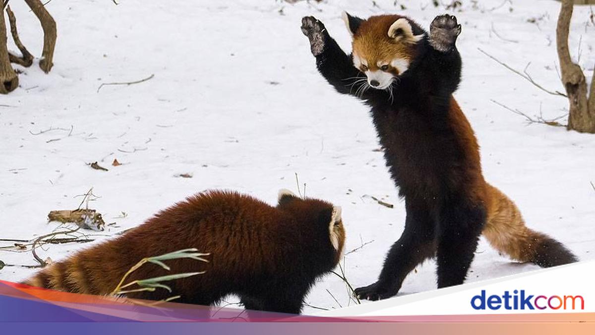 Viral! Benarkah Panda Merah Berdiri Saat Terancam?