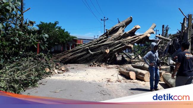 Jalan Sambi-Simo Boyolali Tertutup Pohon Tumbang, Ini Jalur Alternatifnya